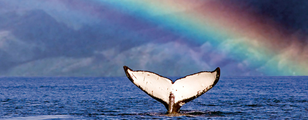 Maui Activities - Pacific Whale Foundation Whale Watching Tours ...