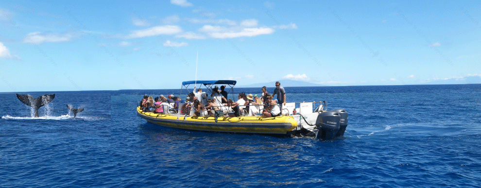 Maui Activities - Maui Reef Adventures Whale Watch | Discount Maalaea ...