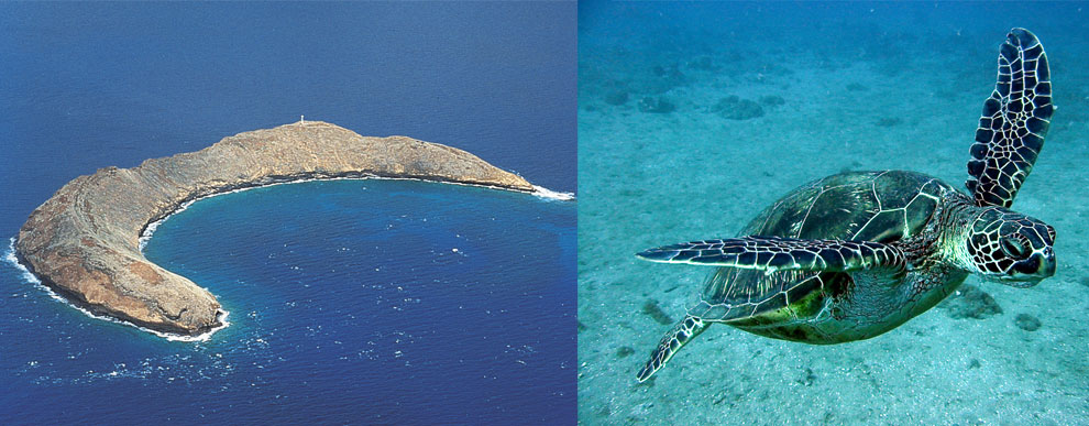 Maui Activities - Molokini & Turtle Arches Eco Adventure | Molokina ...